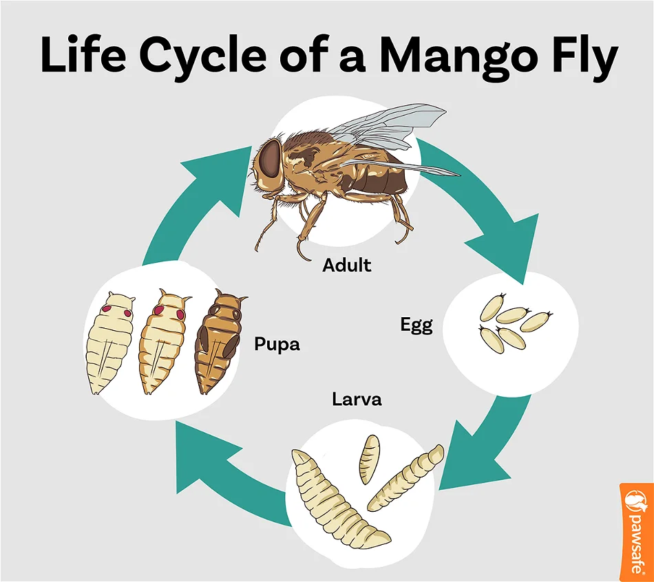 Putsi Fly & Reusable Nappy Advice - The Nappy Lady