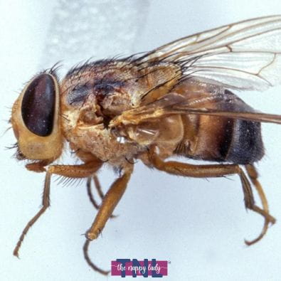 Putsi Fly & Reusable Nappy Advice - The Nappy Lady