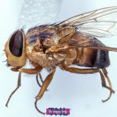 Putsi Fly & Reusable Nappy Advice - The Nappy Lady